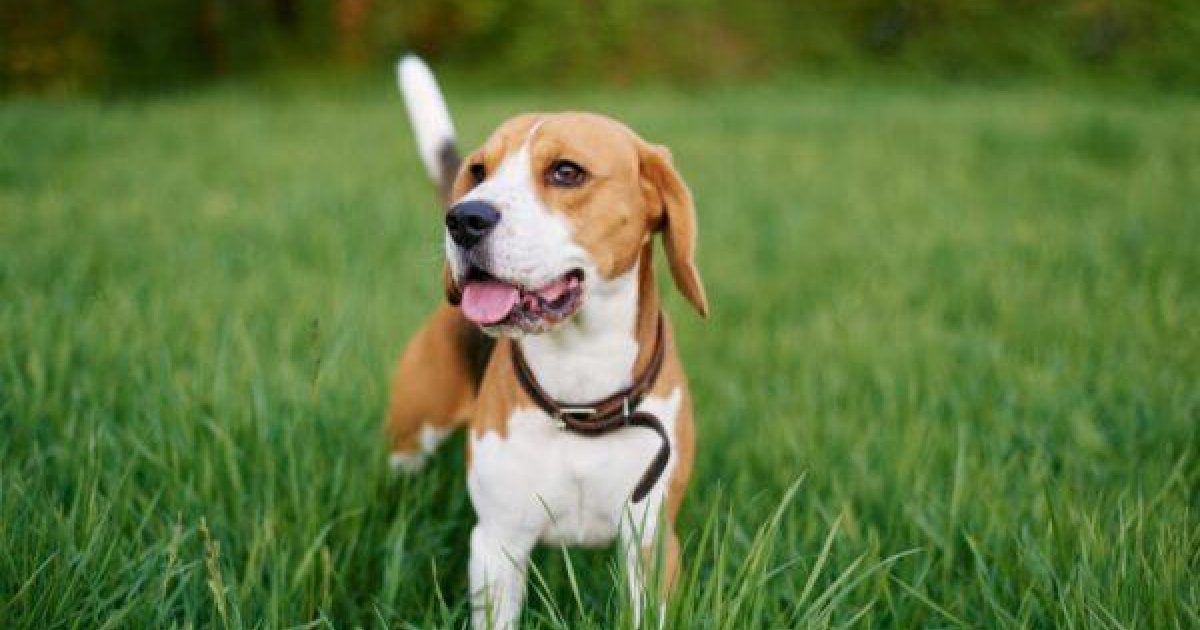 Westbury House School | Dog Safety Workshop